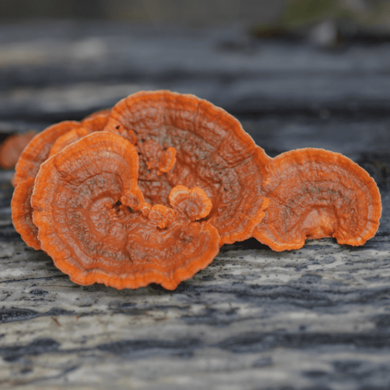 What is Tiger Milk Mushroom? - Nuewee