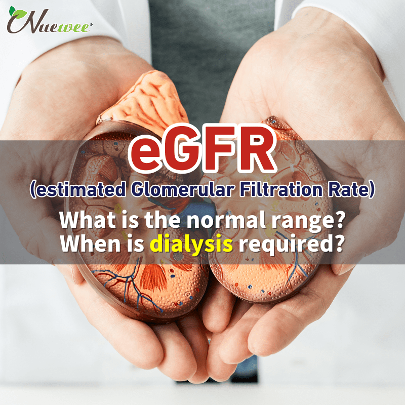 Kidneys: What is Glomerular Filtration Rate (GFR)? - Nuewee